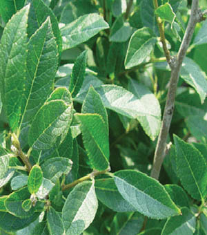 Winterberry Holly Jim Dandy / Male – 3 Gallon – plantmatch