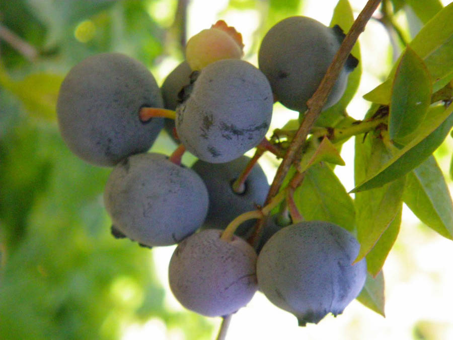 Fruit Blueberry Sunshine Blue – plantmatch