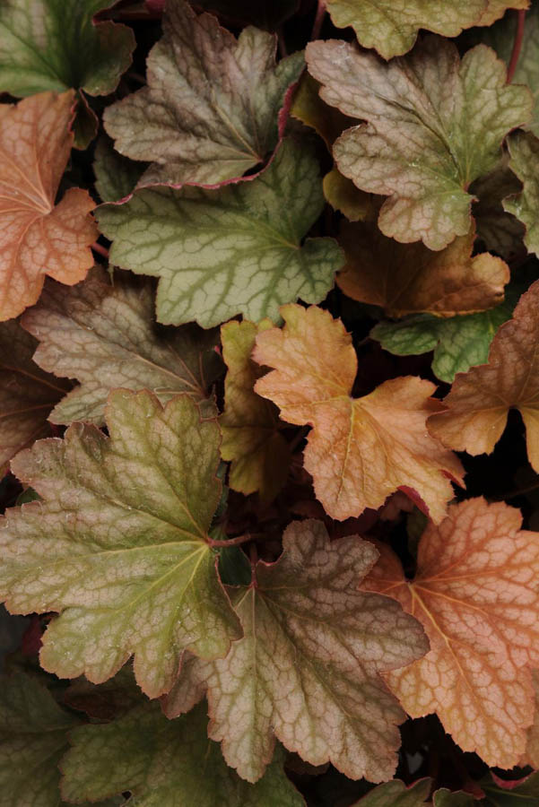 Heuchera Carnival Watermelon – plantmatch